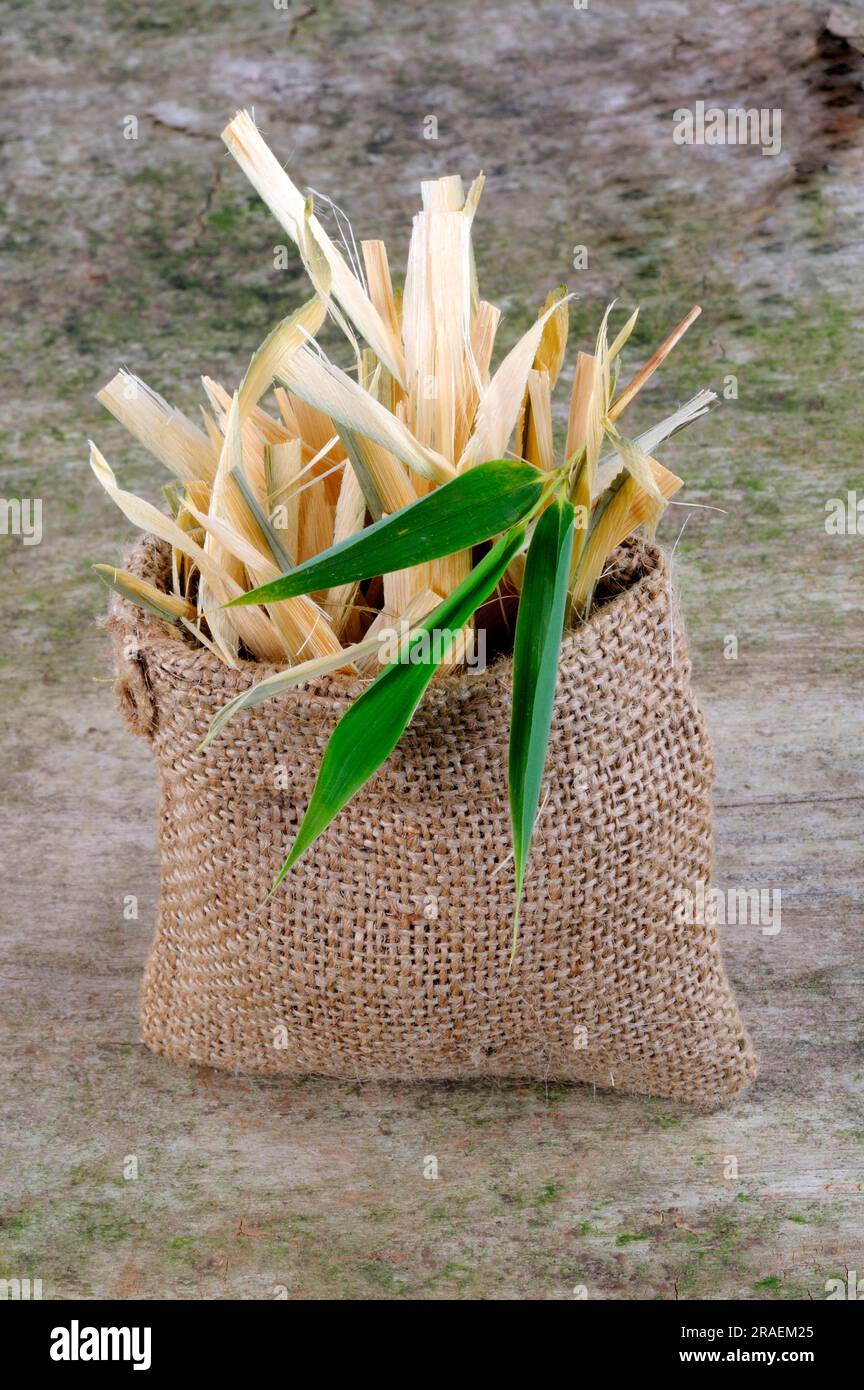 Bamboo cane strips (Bambusae Caulis in Taeniam), Zhu Ru Stock Photo - Alamy