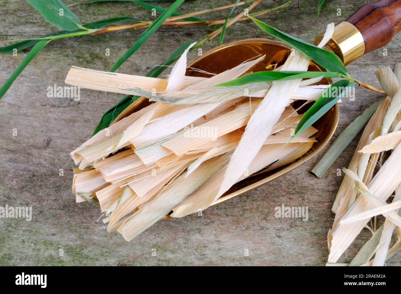 Bamboo cane strips (Bambusae Caulis in Taeniam), Zhu Ru Stock Photo - Alamy