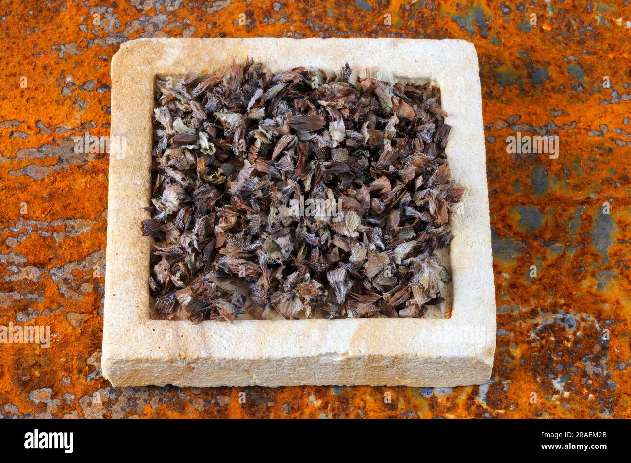 (Prunellae Spica), Xia Ku Cao, Brownellae ears, Brownellae ears Stock ...