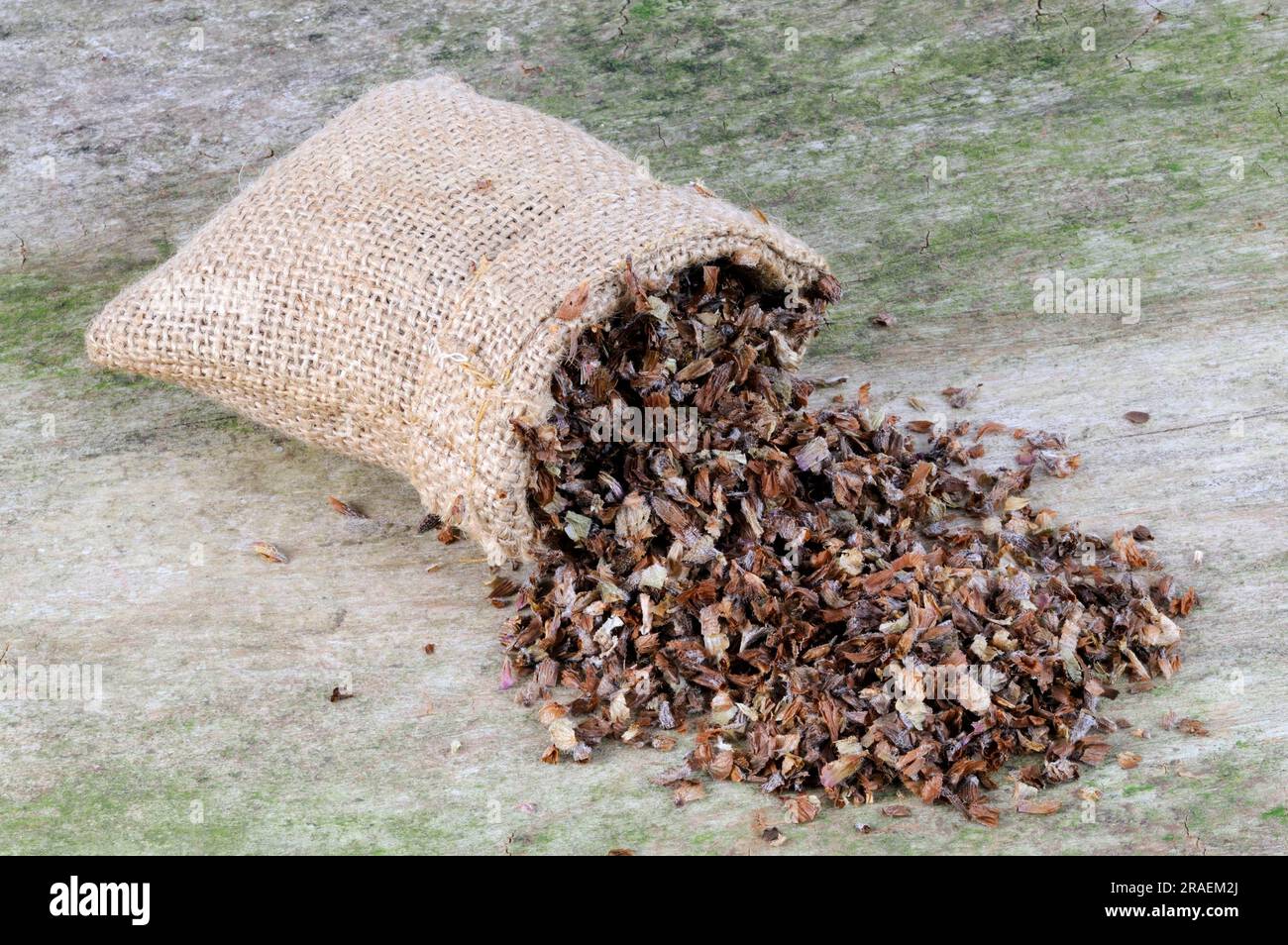 (Prunellae Spica), Xia Ku Cao, Brownellae ears, Brownellae ears Stock ...
