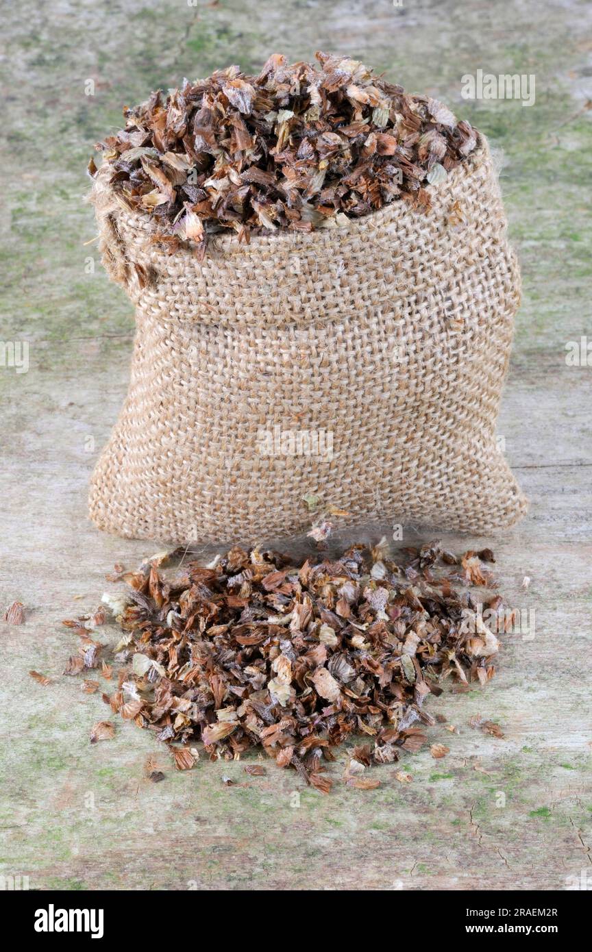(Prunellae Spica), Xia Ku Cao, Brownellae ears, Brownellae ears Stock ...