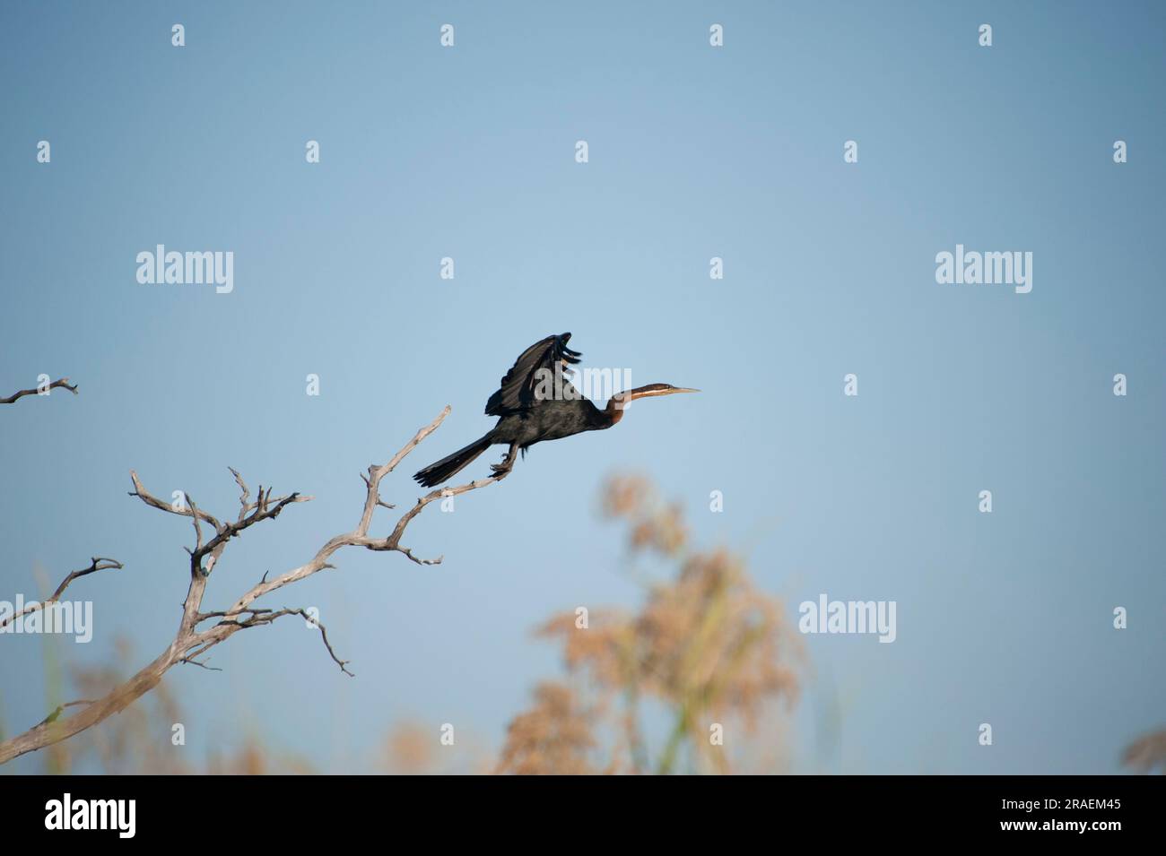 Bird flying by the tree hi-res stock photography and images - Alamy