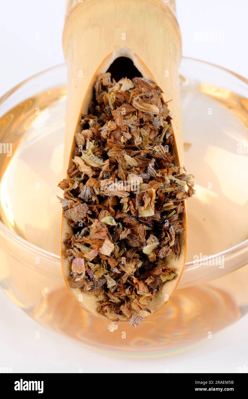 Cup of brown alder ear tea (Prunellae Spica), Xia Ku Cao, brown alder ...