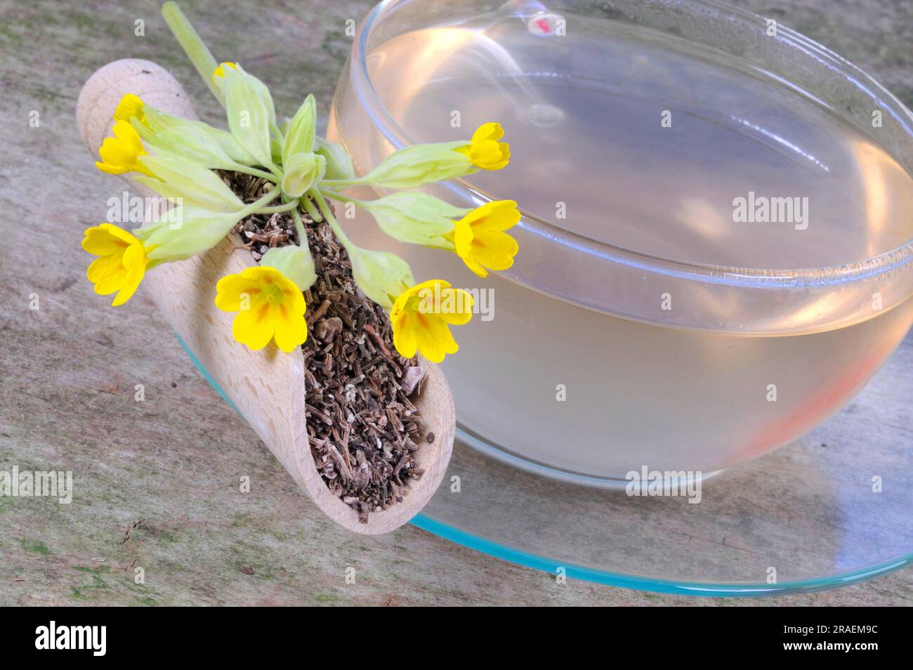 Cup meadow Common cowslip tea, primrose (Primula veris), meadow Common ...
