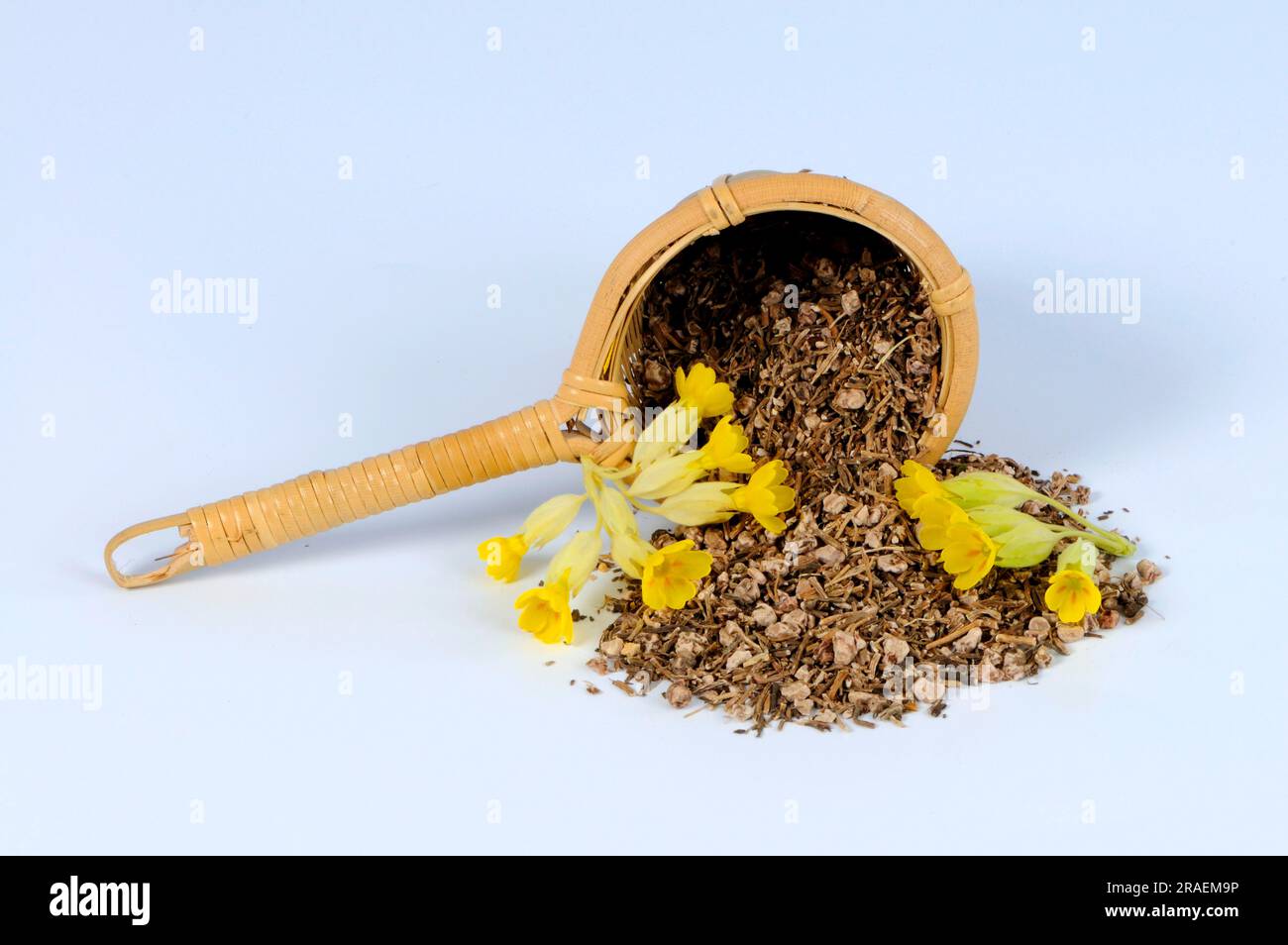 Meadow primrose, dried root, primrose (Primula veris), free space ...