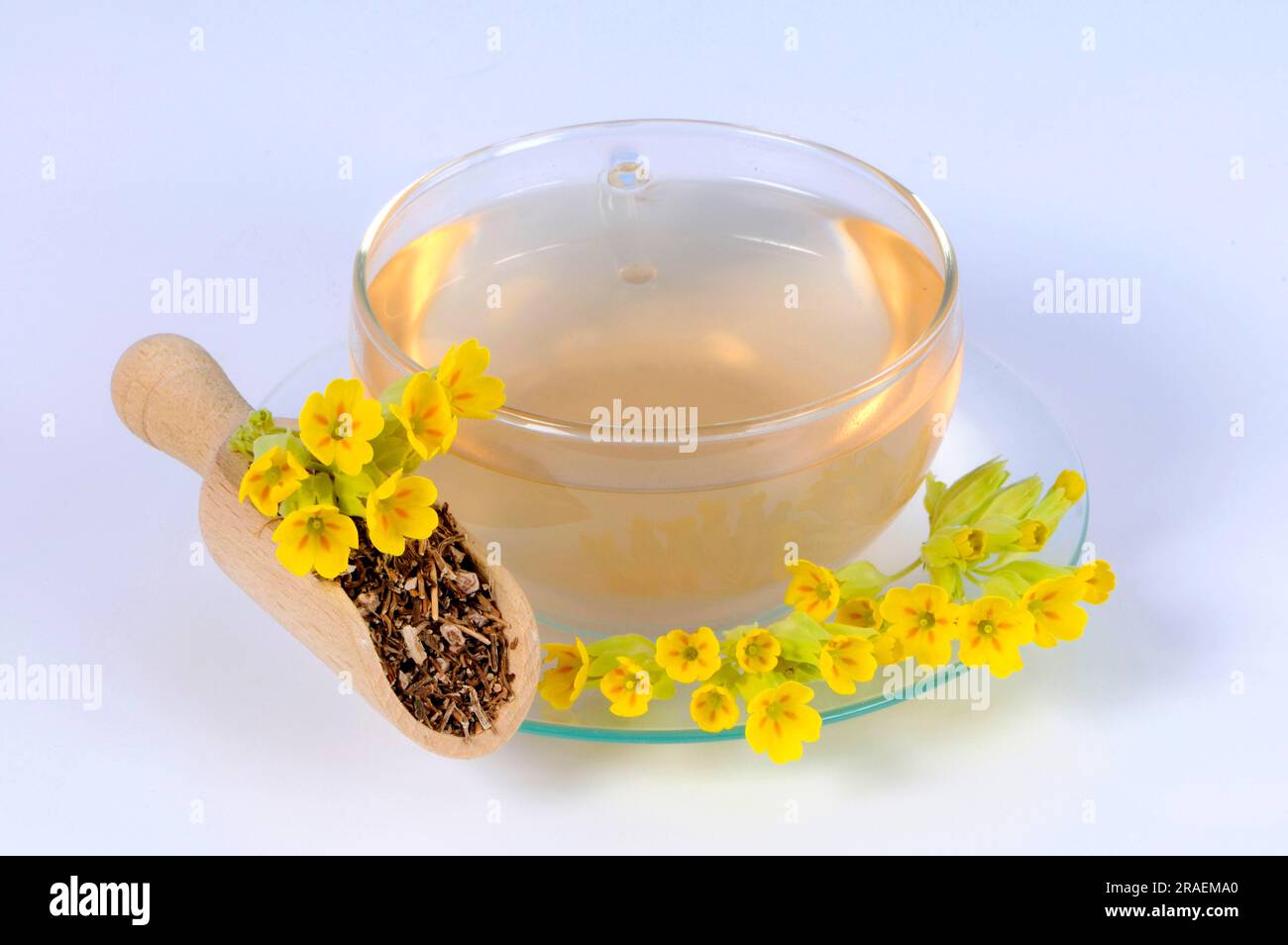 Cup meadow Common cowslip tea, primrose (Primula veris), meadow Common ...