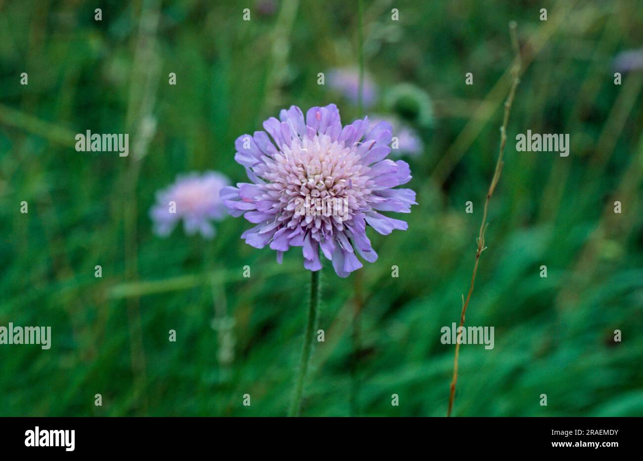 Field Scabious flowering in a meadow in Derbyshire England Stock Photo ...