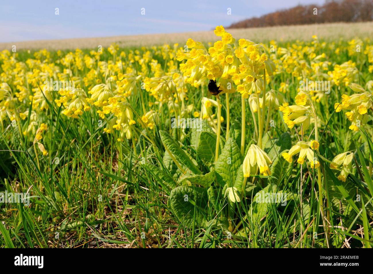 Flower meadow with meadow Common cowslip, primrose (Primula veris ...