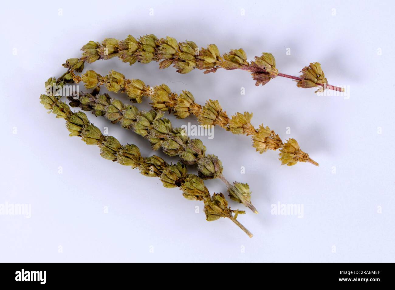 Fine-leaved Schizonepeta (Schizonepeta herb), Jing Jie Stock Photo - Alamy