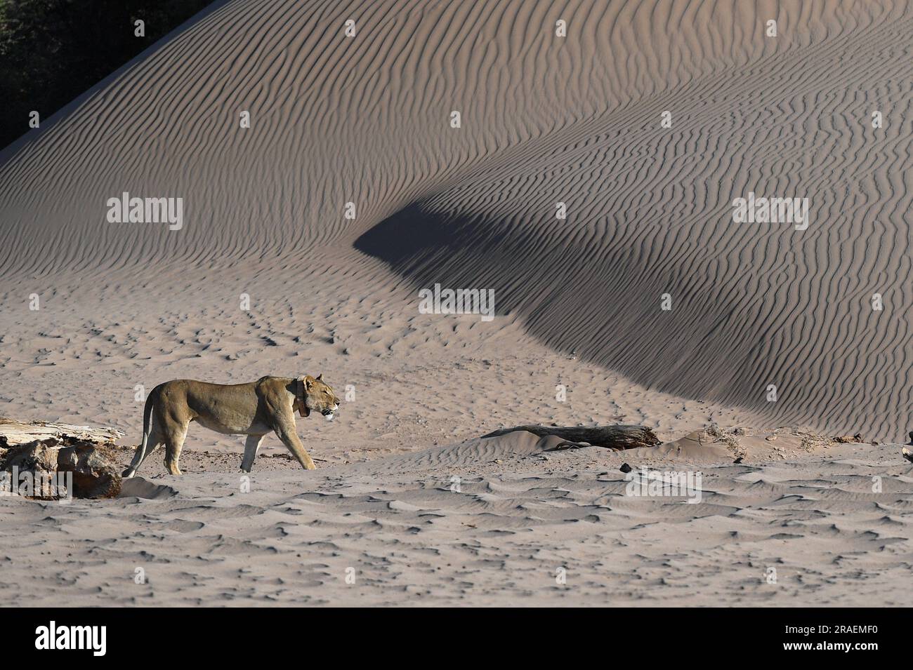 (230703) -- WINDHOEK, July 3, 2023 (Xinhua) -- A lion is pictured at ...