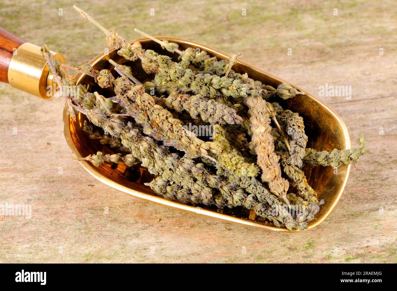 Fine-leaved Schizonepeta (Schizonepeta herb), Jing Jie Stock Photo - Alamy