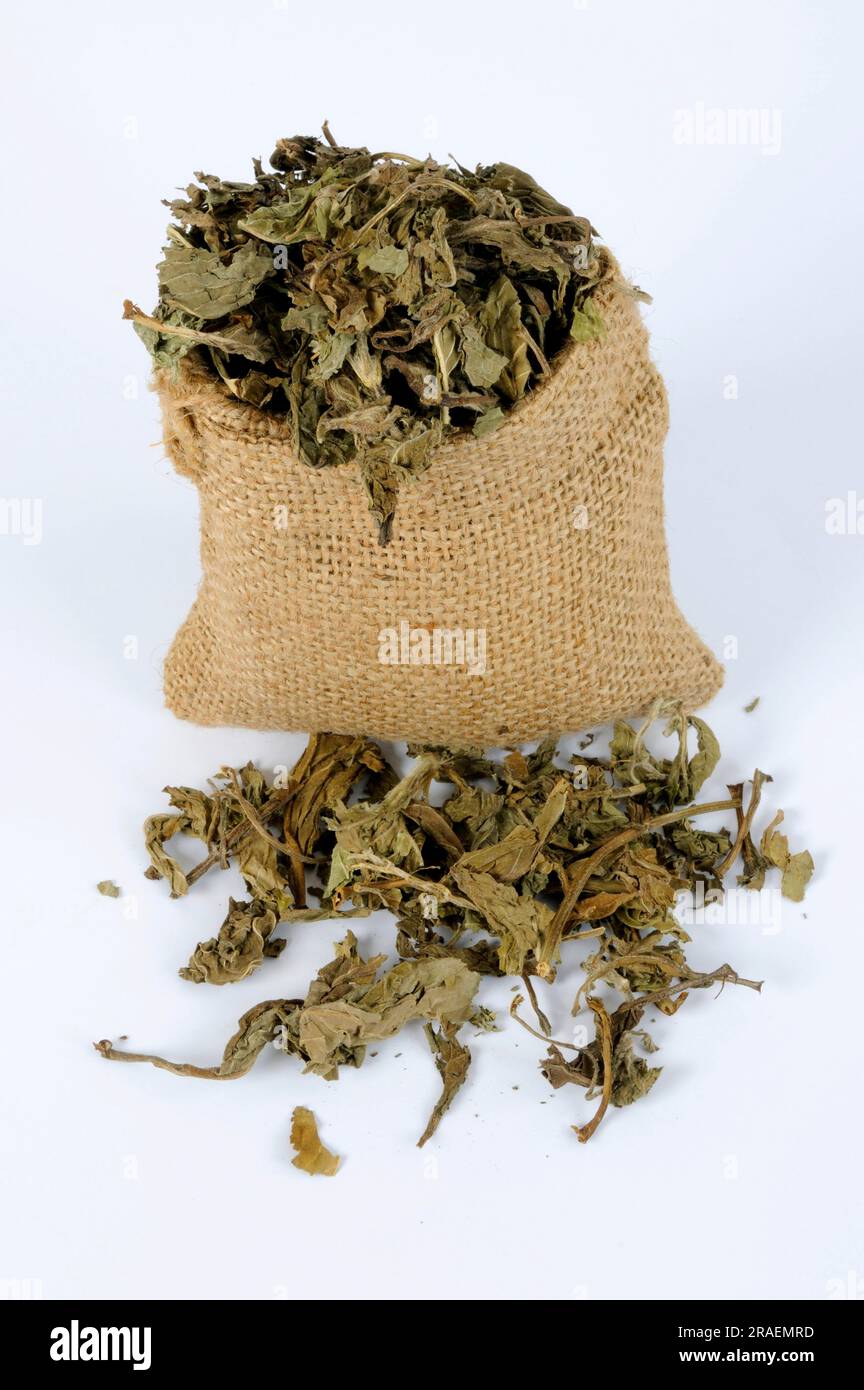 Chinese field mint, dried leaves (Menthae Folia), Bo He, cut out ...
