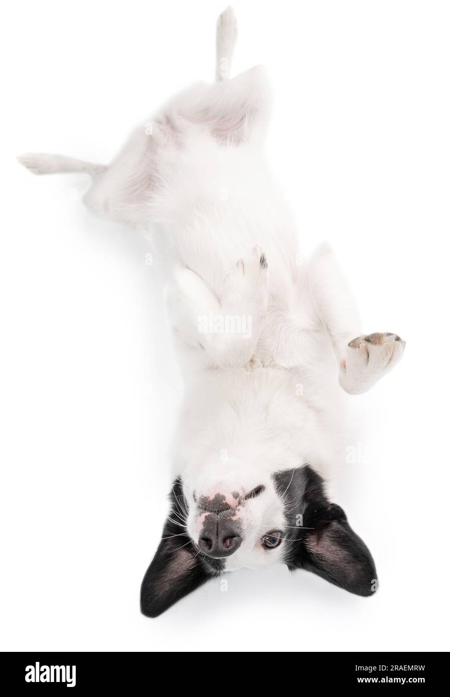 Doggie back Cut Out Stock Images & Pictures - Alamy