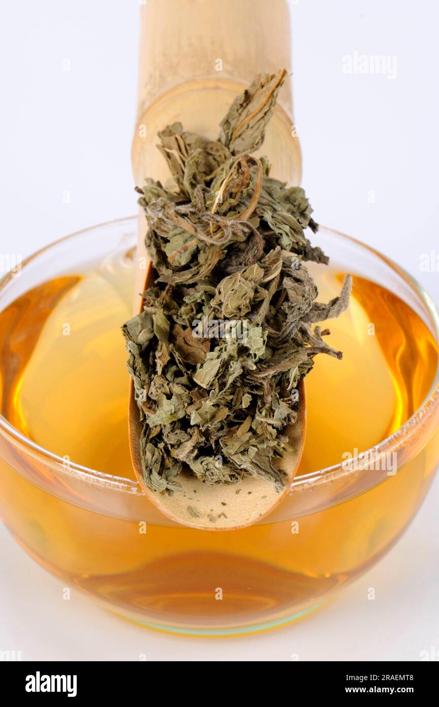 Cup of Chinese Field Mint Tea (Menthae Folia), Bo He, Chinese Field ...