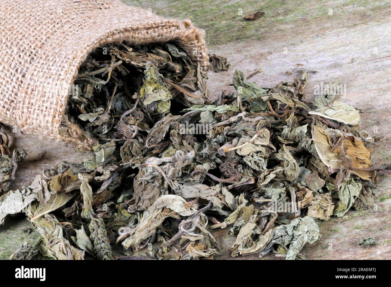 Chinese field mint, dried leaves (Menthae Folia), Bo He Stock Photo - Alamy