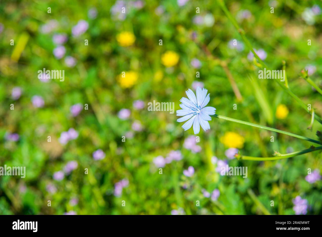 Plantas silvestres en flor hi-res stock photography and images - Alamy