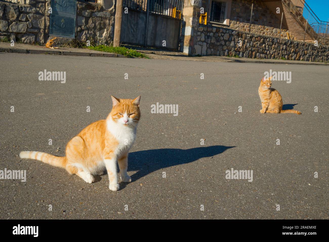 Dos animales sentados hi-res stock photography and images - Alamy