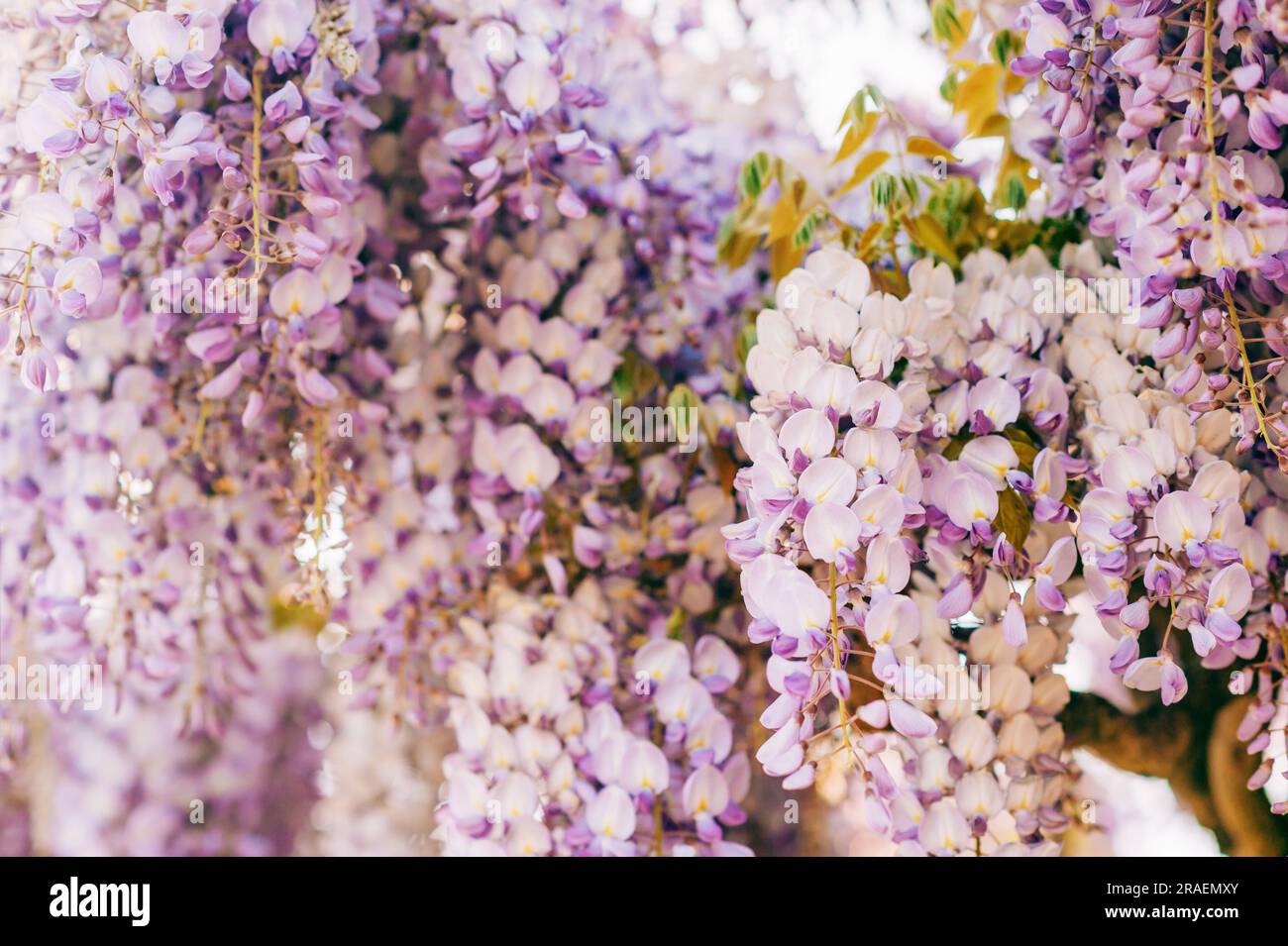 Purple wisteria close up hi-res stock photography and images - Alamy