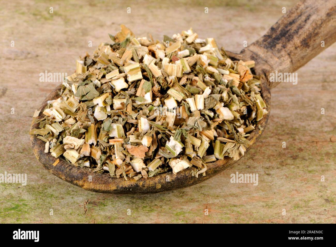 Chinese Motherwort (Leonuri Herba), Yi Mu Cao Stock Photo - Alamy