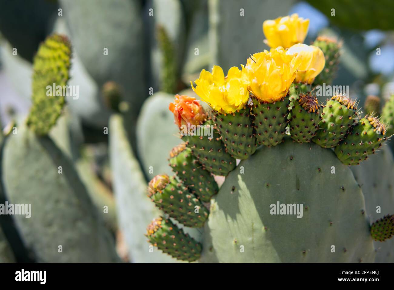 The cactus blooms with beautiful bright yellow flowers that look like a ...