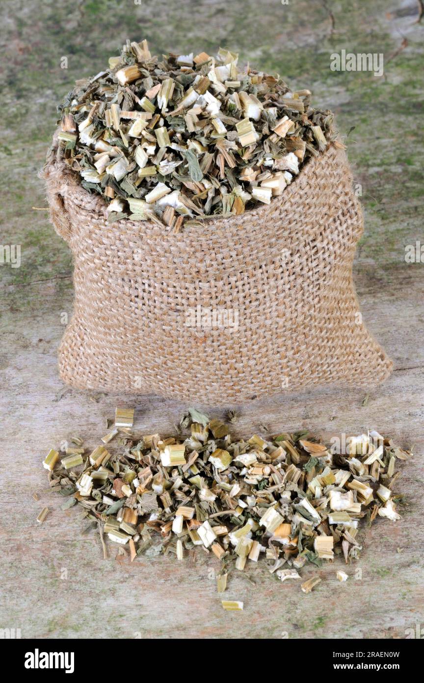 Chinese Motherwort (Leonuri Herba), Yi Mu Cao Stock Photo - Alamy