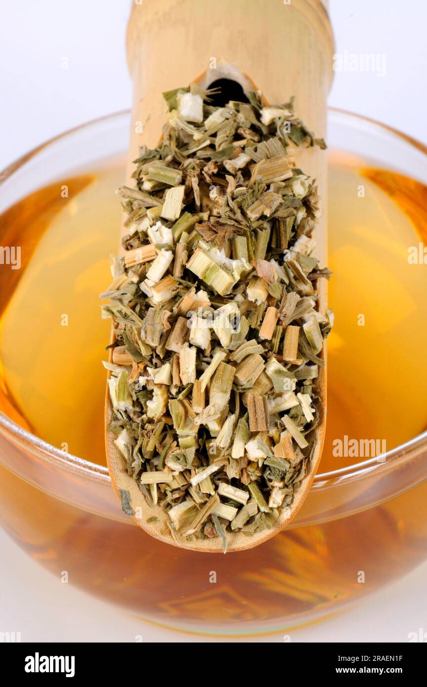 Cup of Chinese Motherwort Tea (Leonuri Herba), Yi Mu Cao Stock Photo ...