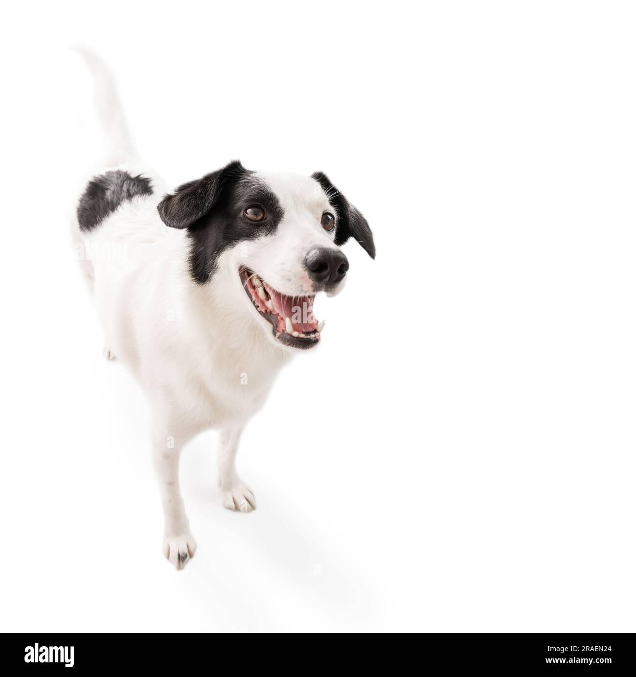 Active playful white dog staying at white background excited looking ...