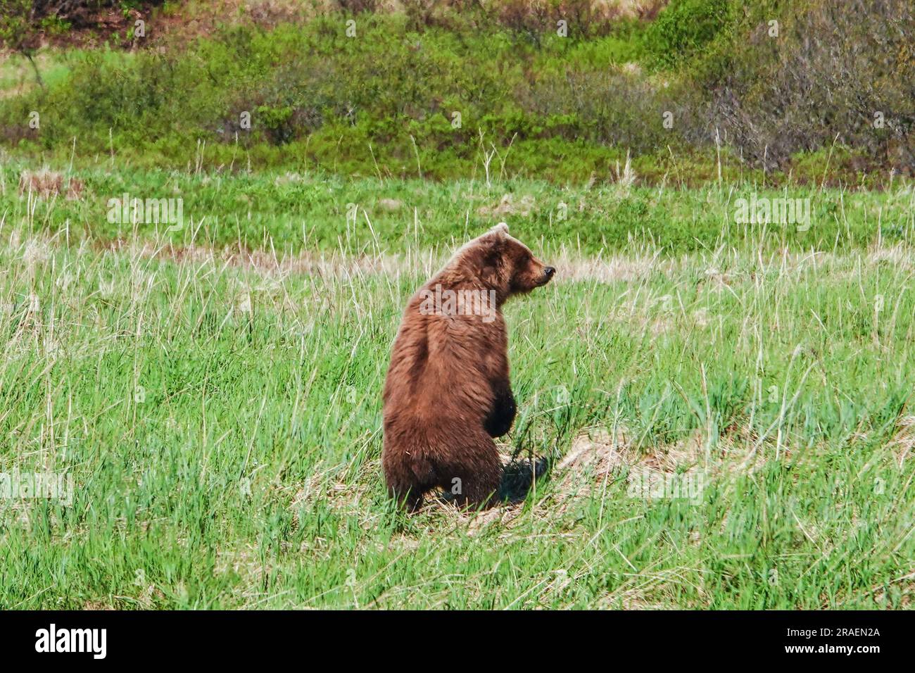 An adult brown bear stands on his hind legs as he watches for other ...
