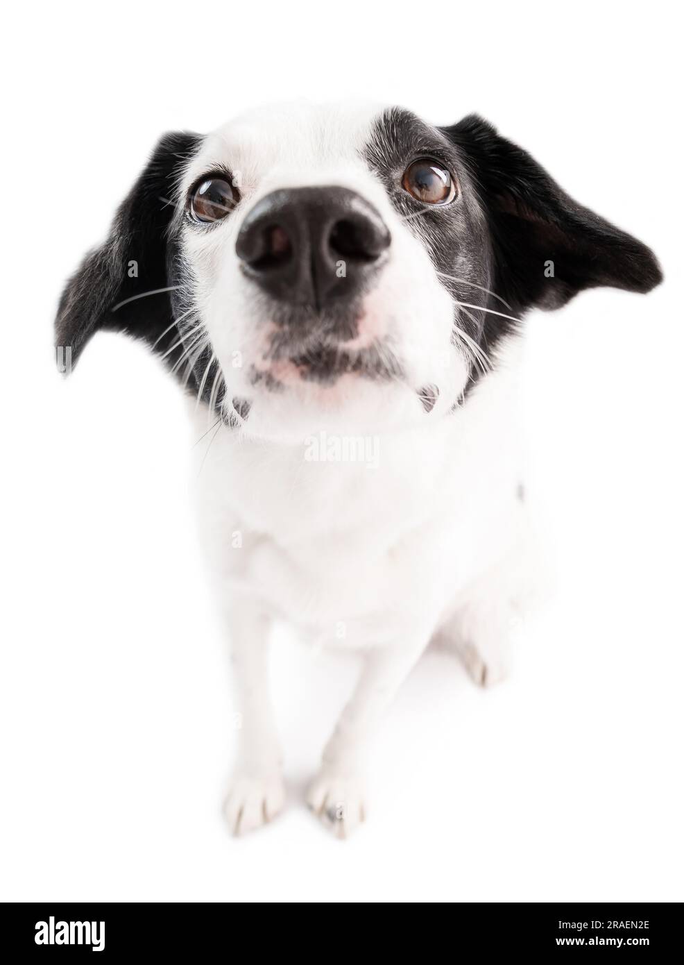 curious sniffing nose reaching forward towards the camera Stock Photo ...
