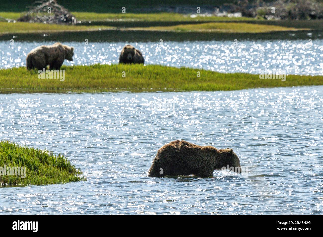 An adult brown bear swims across the McNeil River with at the remote ...