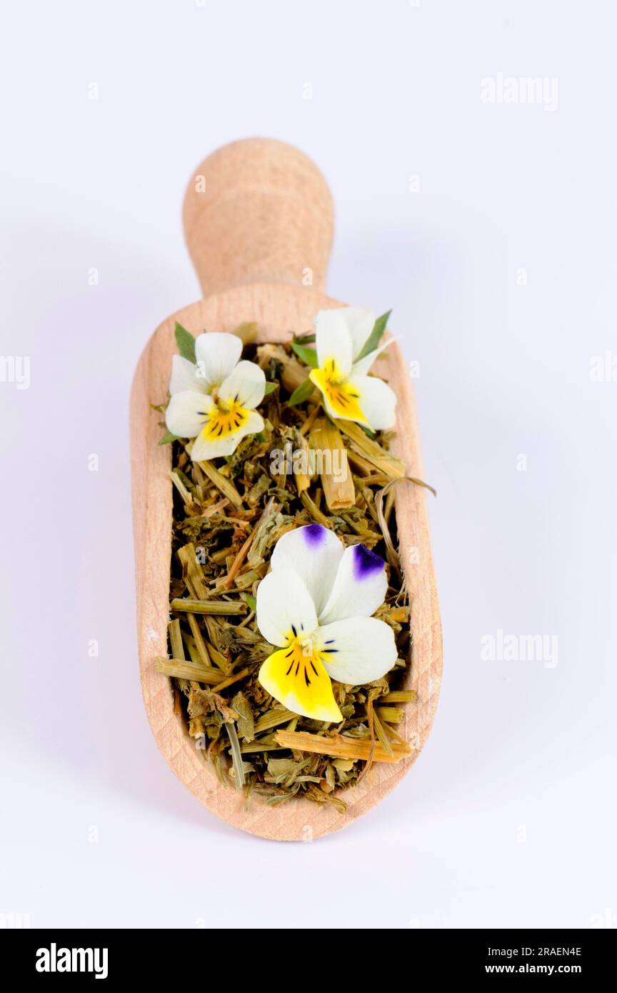 Field pansy (Viola arvensis), dried, cut out, object Stock Photo - Alamy