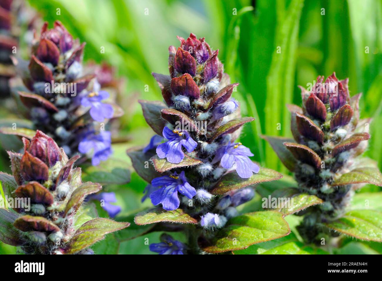 Common bugle, Ajuga reptans Stock Photo - Alamy