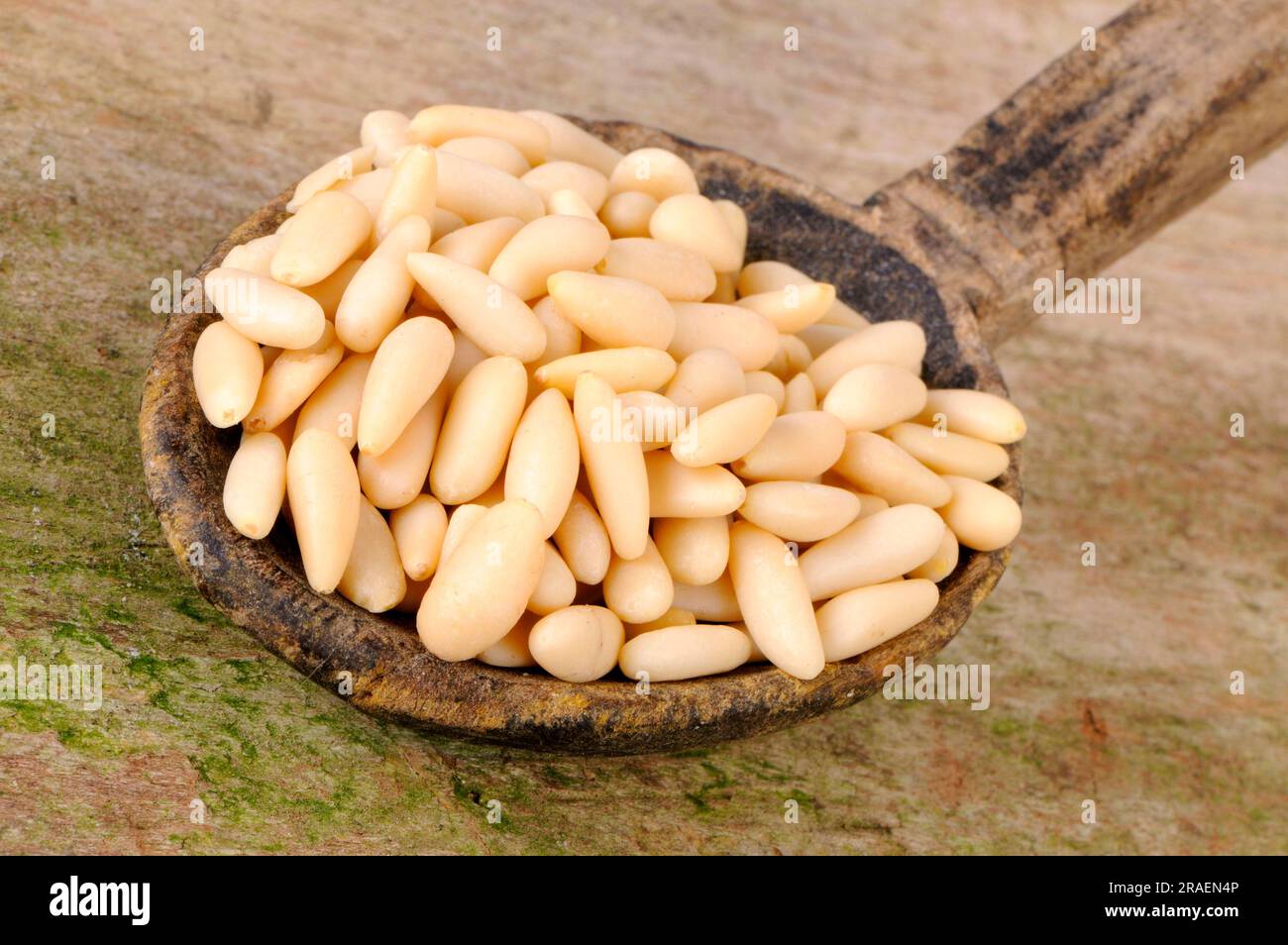 Stone Pines nuts (Pinus pinea), pine tree Stock Photo - Alamy