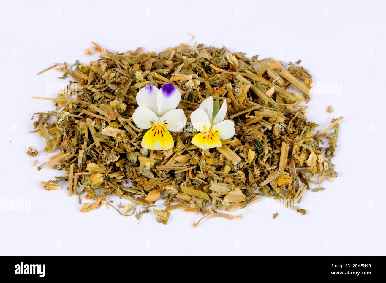 Field pansy (Viola arvensis), dried, cut out, object Stock Photo - Alamy