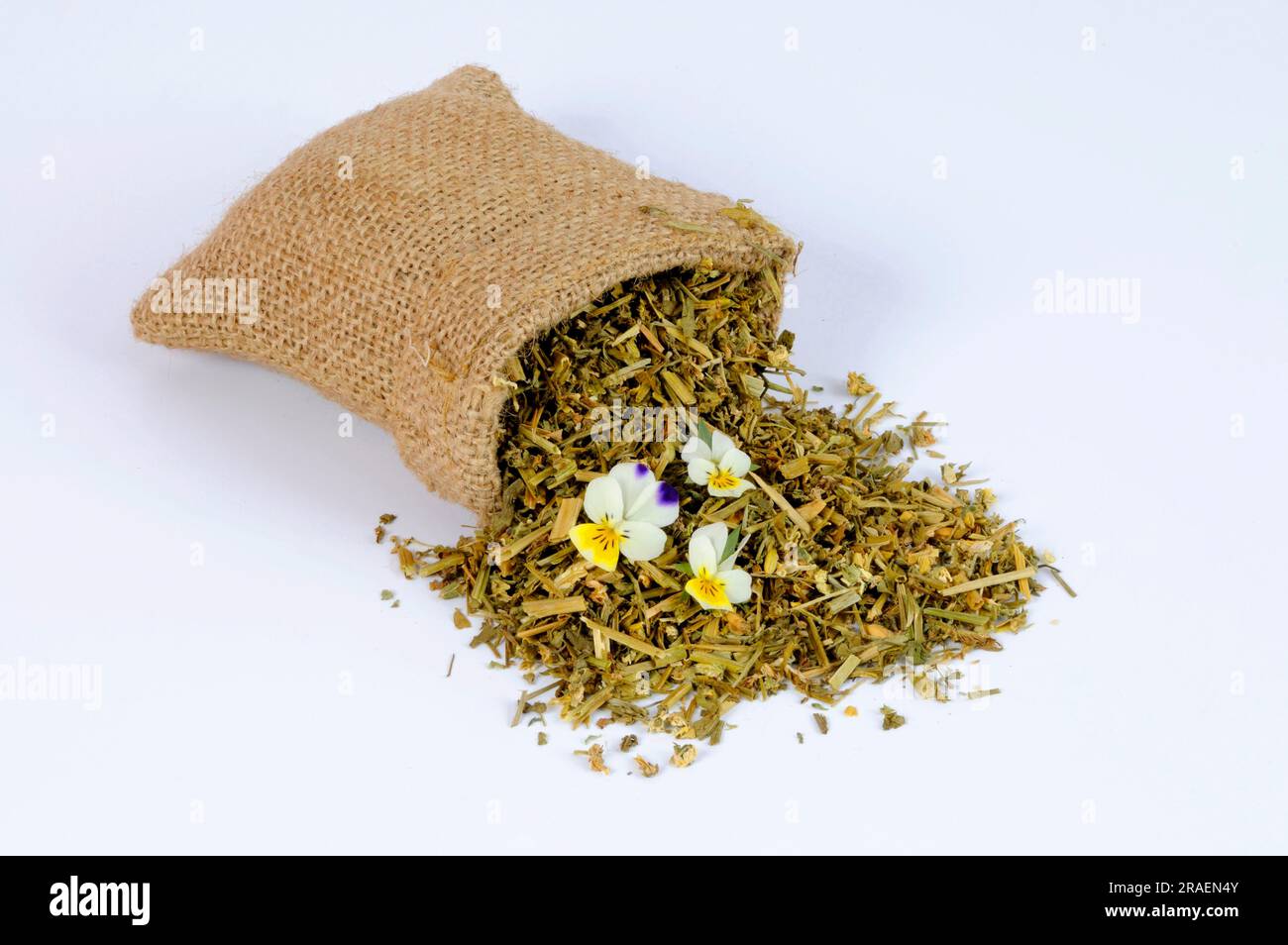 Field pansy (Viola arvensis), dried, cut out, object Stock Photo - Alamy