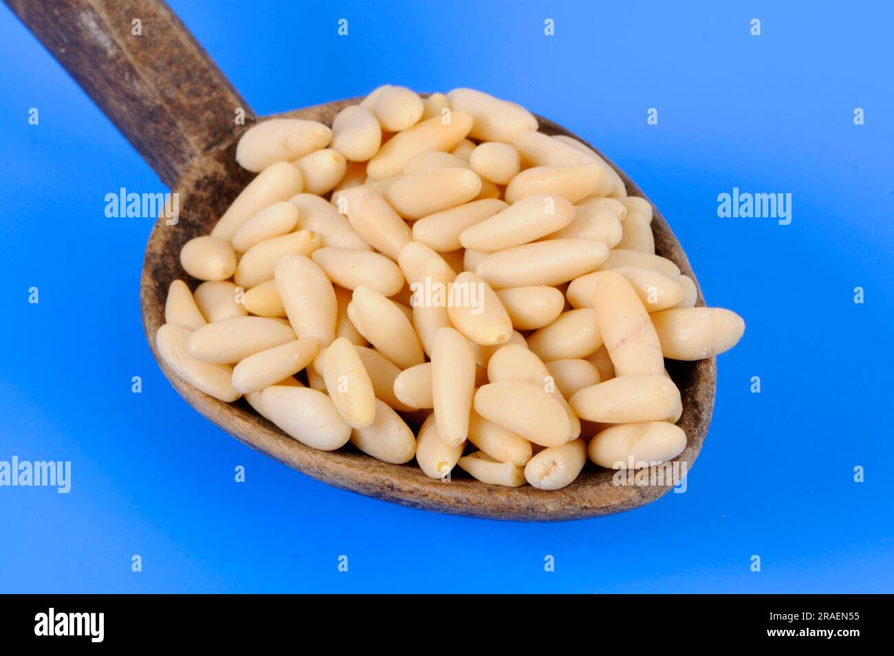 Stone Pines nuts (Pinus pinea), pine tree Stock Photo - Alamy