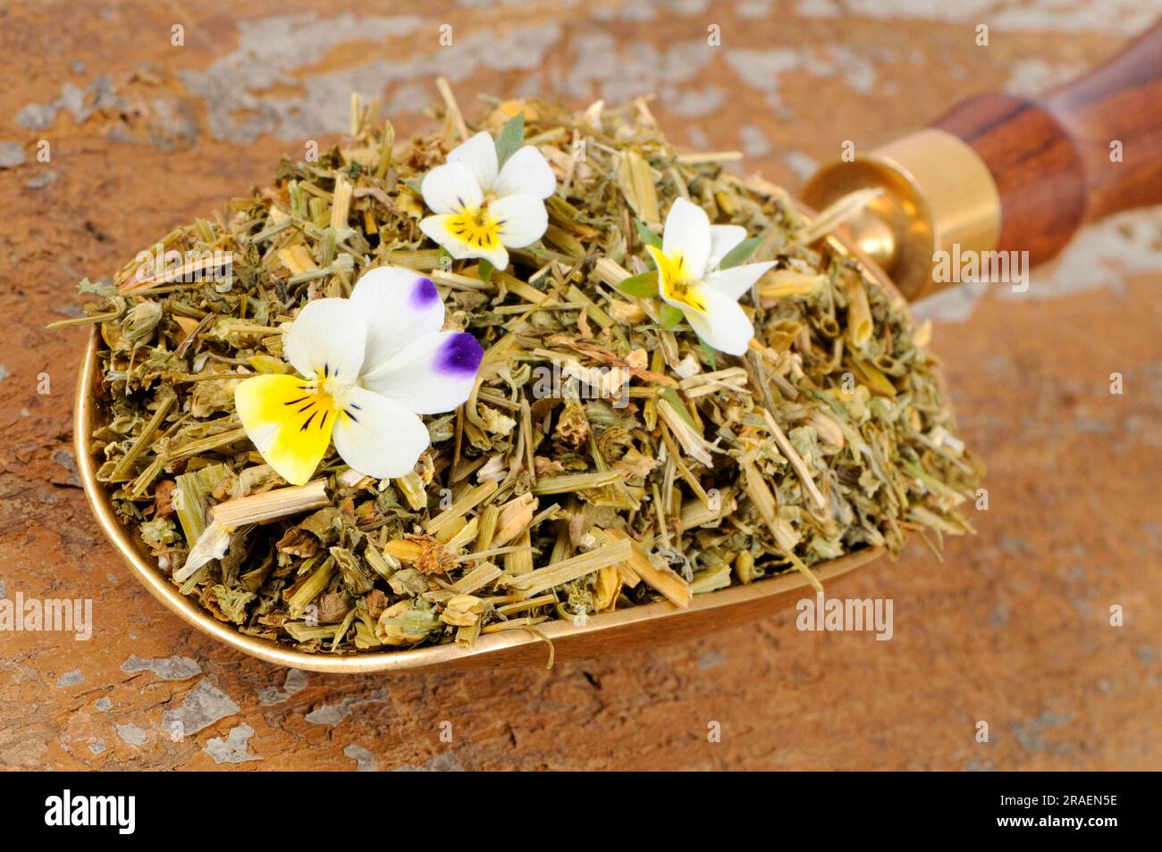 Field pansy (Viola arvensis), dried Stock Photo - Alamy