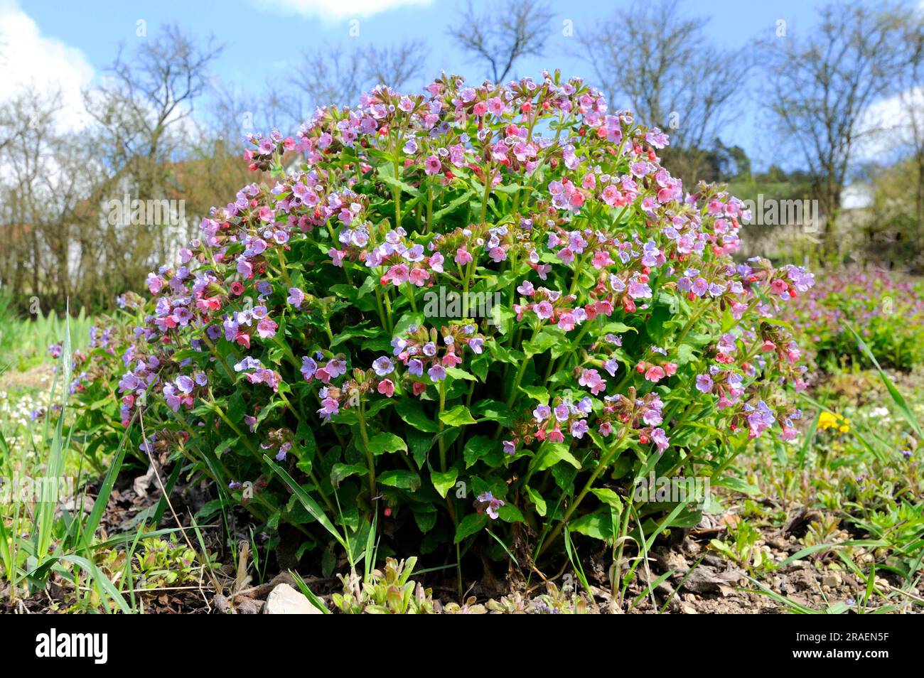 Common lungwort (Pulmonaria officinalis Stock Photo - Alamy