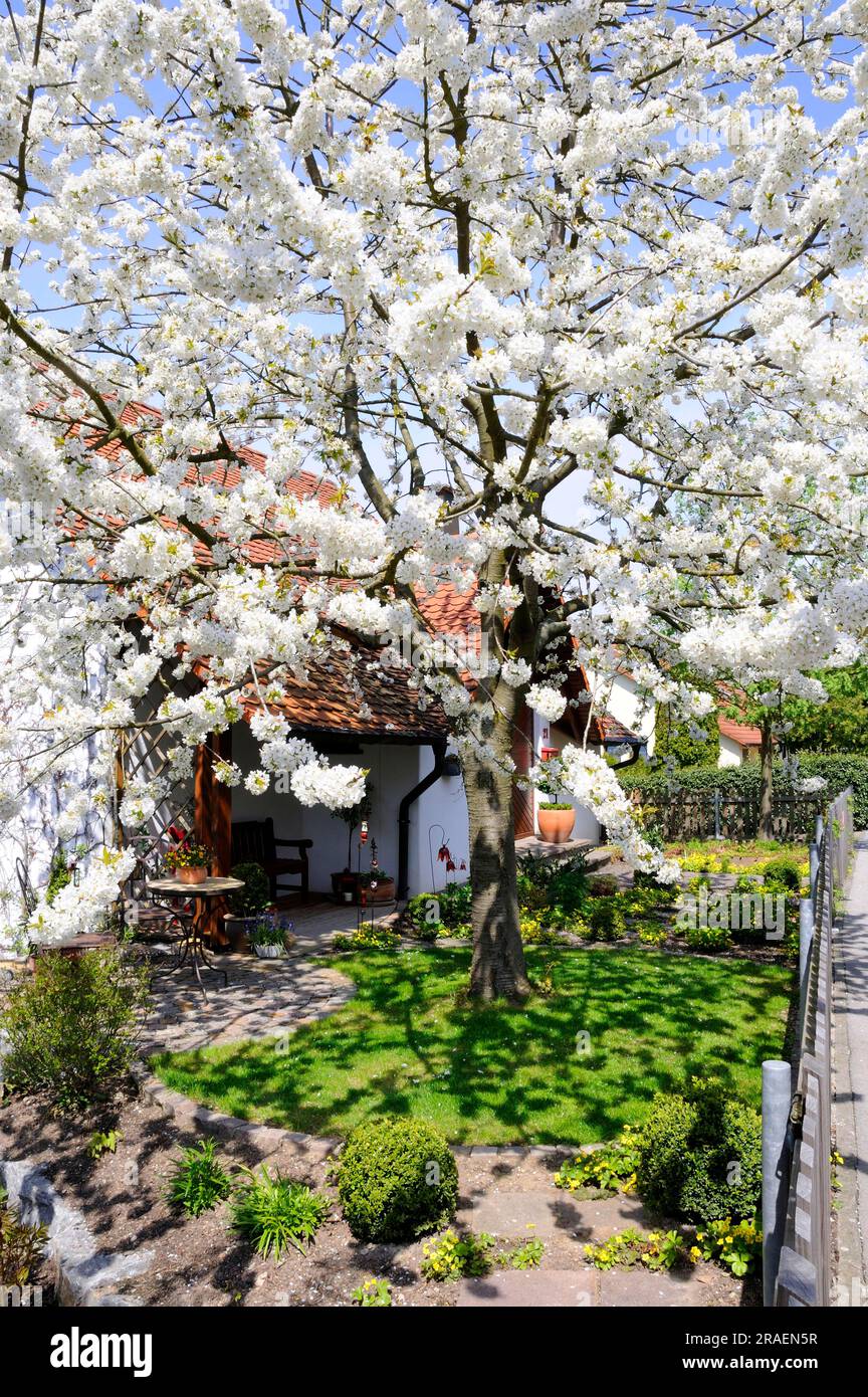 Spring fruit tree hi-res stock photography and images - Alamy