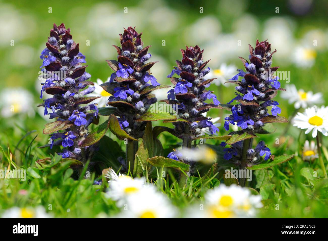 Common bugle, Ajuga reptans Stock Photo - Alamy