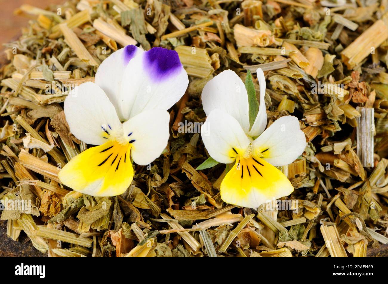 Field pansy (Viola arvensis), dried Stock Photo - Alamy