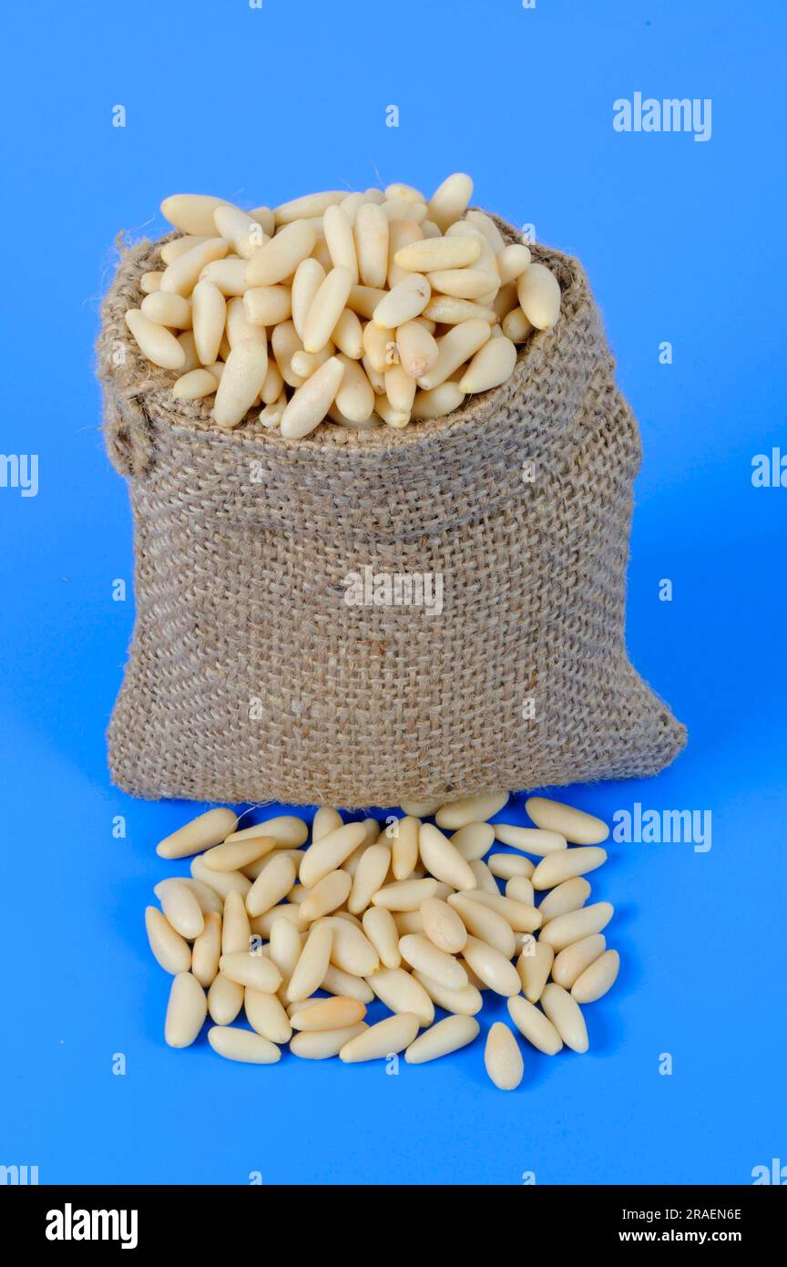 Stone Pines nuts (Pinus pinea), pine tree Stock Photo - Alamy