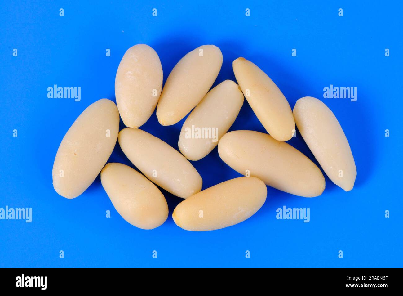 Stone Pines nuts (Pinus pinea), pine tree Stock Photo - Alamy