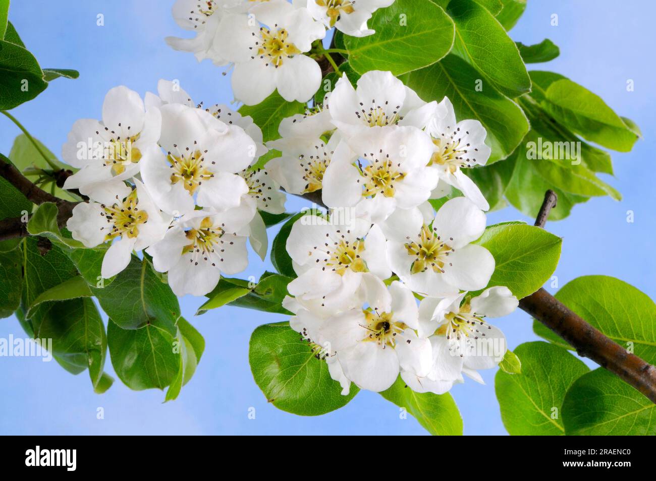Pear flowers (Pyrus communis), pear Stock Photo - Alamy