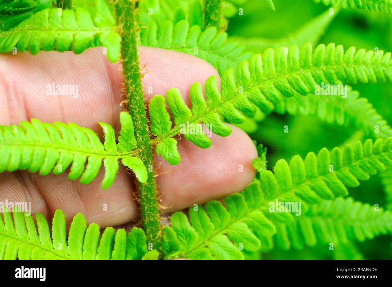 Male fern (Dryopteris filix-mas Stock Photo - Alamy