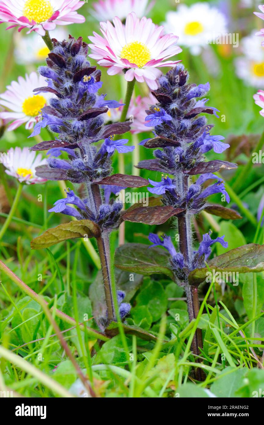 Blue bugle (Ajuga reptans), Creeping bugle Stock Photo - Alamy