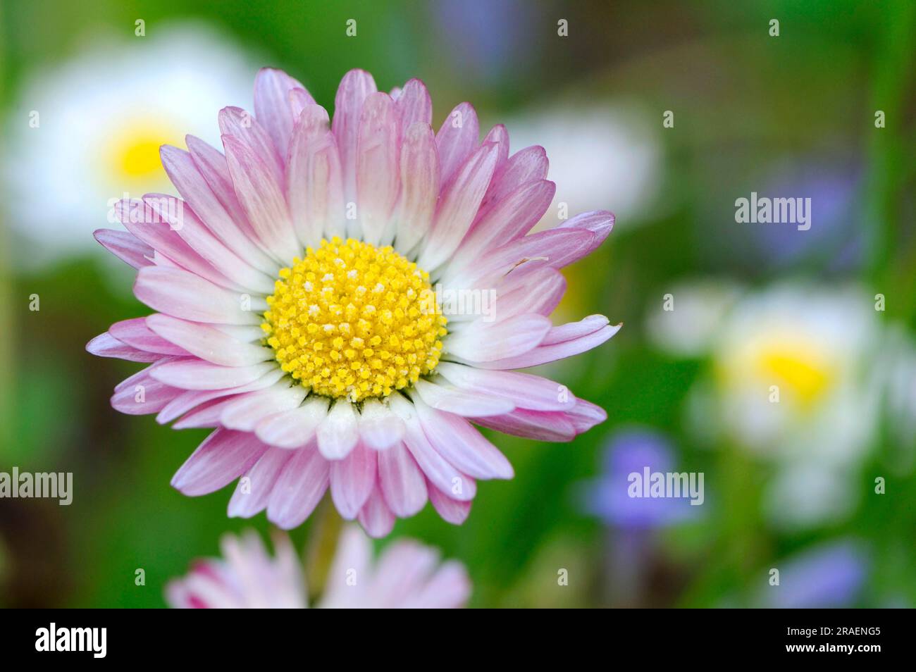 Common Daisy (Bellis perennis Stock Photo - Alamy