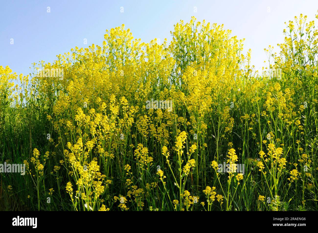 Yellow Rocketcress (Barbarea vulgaris), true barbara herb, true winter ...