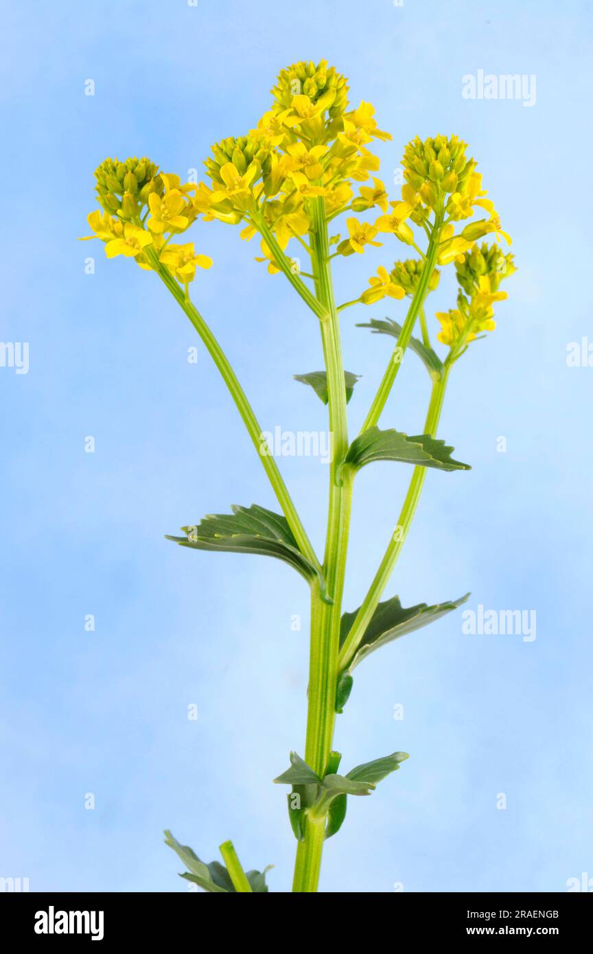 Yellow Rocketcress (Barbarea vulgaris), true barbara herb, true winter ...