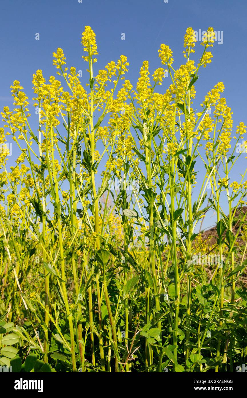 Yellow Rocketcress (Barbarea vulgaris), true barbara herb, true winter ...